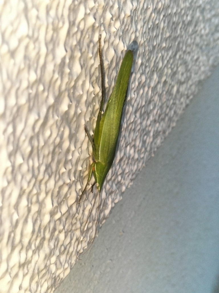 Euconocephalus varius from 日本、〒601-8213 京都府京都市南区久世中久世町 on May 10, 2024 ...