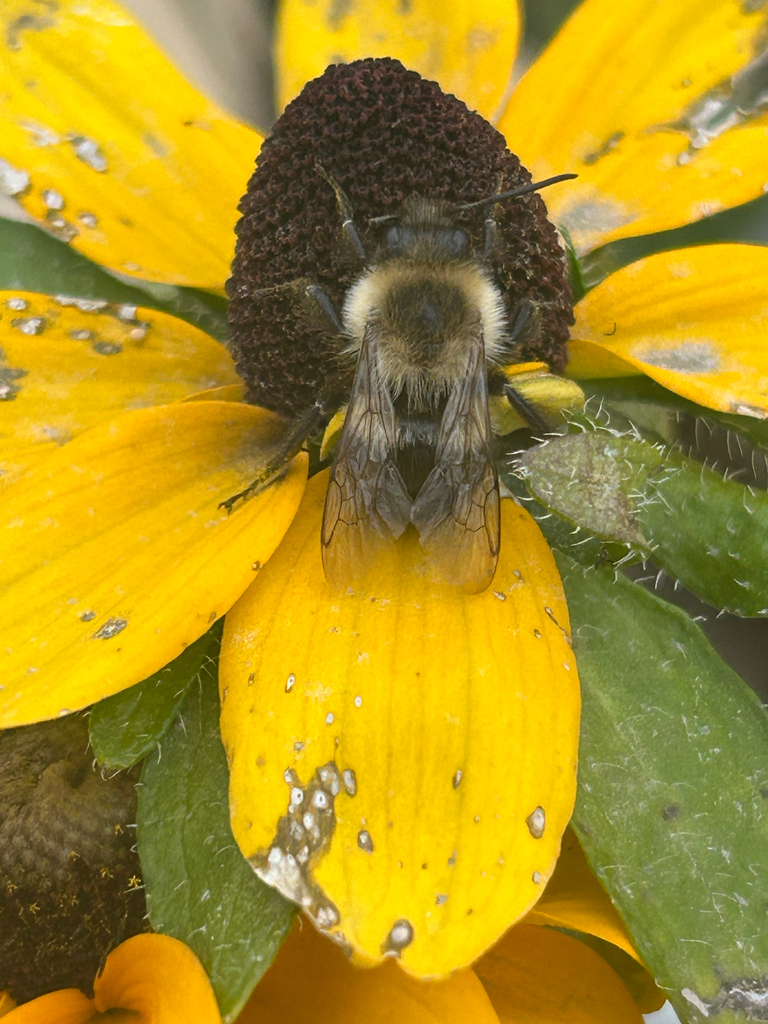 Common Eastern Bumble Bee from University Ave NE, Fridley, MN, US on ...
