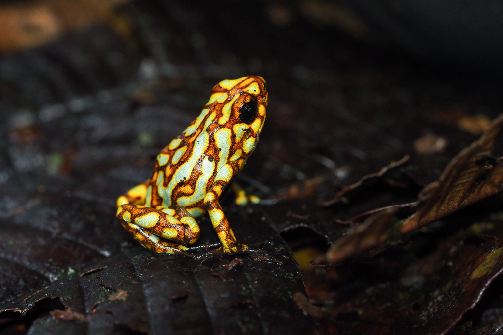 Little Devil Poison Frog in May 2019 by andriusp · iNaturalist