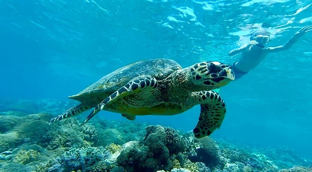 Hawksbill Sea Turtle in December 2019 by Angela Gaylard · iNaturalist