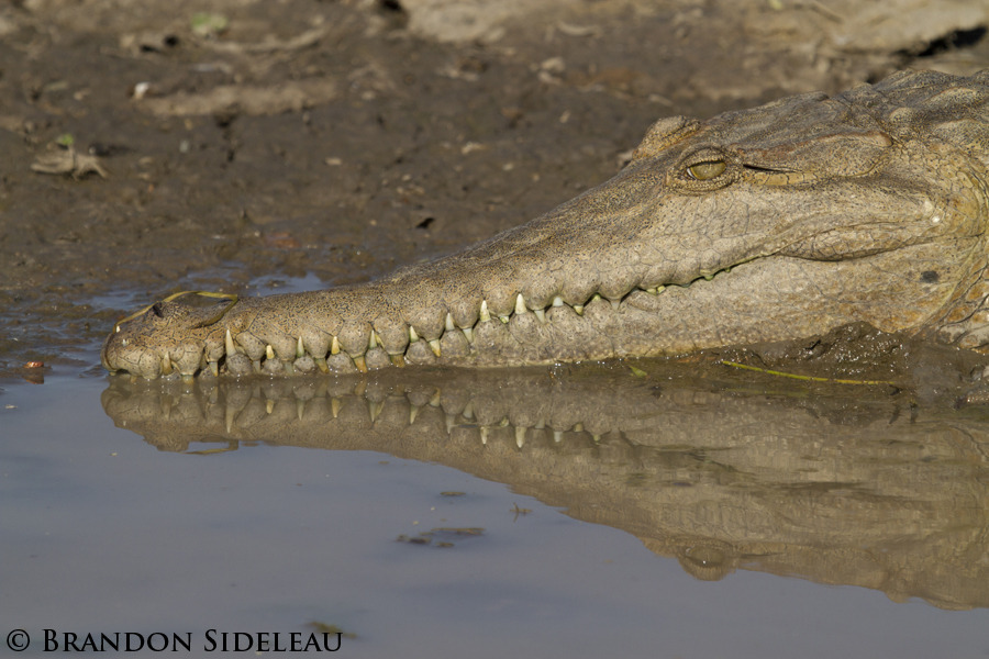 Freshwater Crocodile from Rockhole Billabong on August 14, 2011 by ...