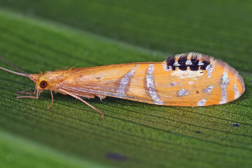 Nectopsyche gemmoides from Heredia Province, Sarapiqui, Costa Rica on ...