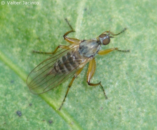 Platypalpus praecinctus · iNaturalist United Kingdom