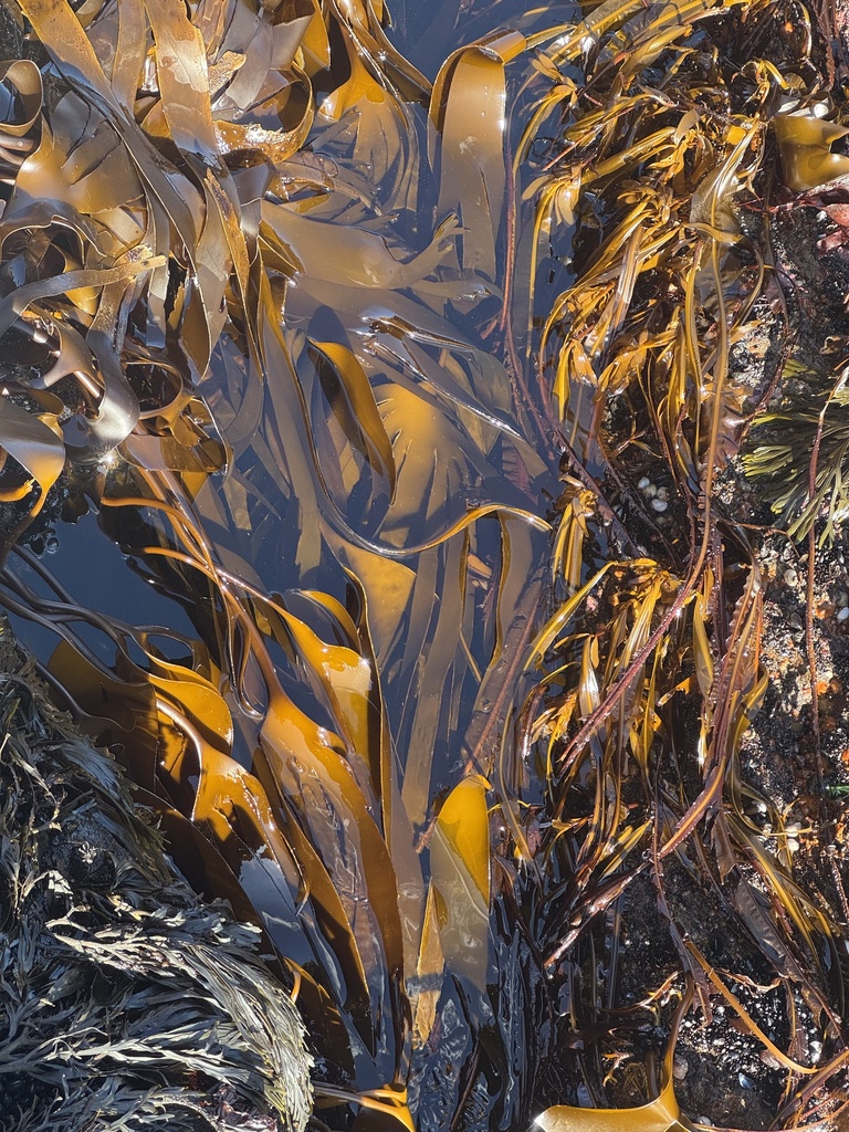 Oarweed from Quidi Vidi Harbour, St. John's, NL, CA on October 8, 2025 ...