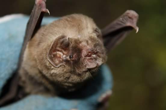 Ghost-faced Bat from México, MX on December 12, 2013 by L. Ernesto ...