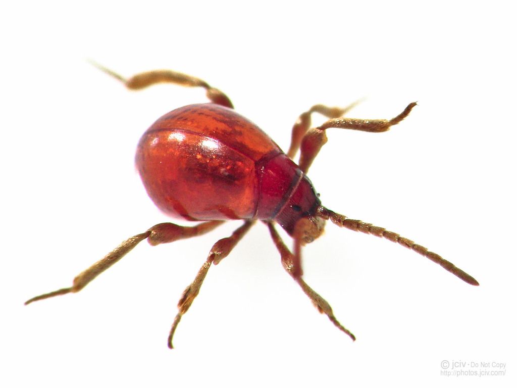 Spider That Looks Like A Beetle spider-that-looks-like-a-beetle