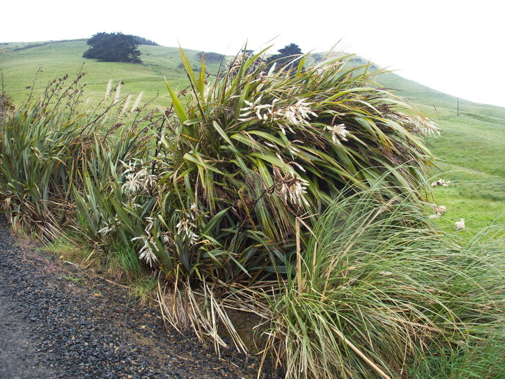 Forest Cabbage Tree from Sandymount,Otago Peninsula, New Zealand on ...