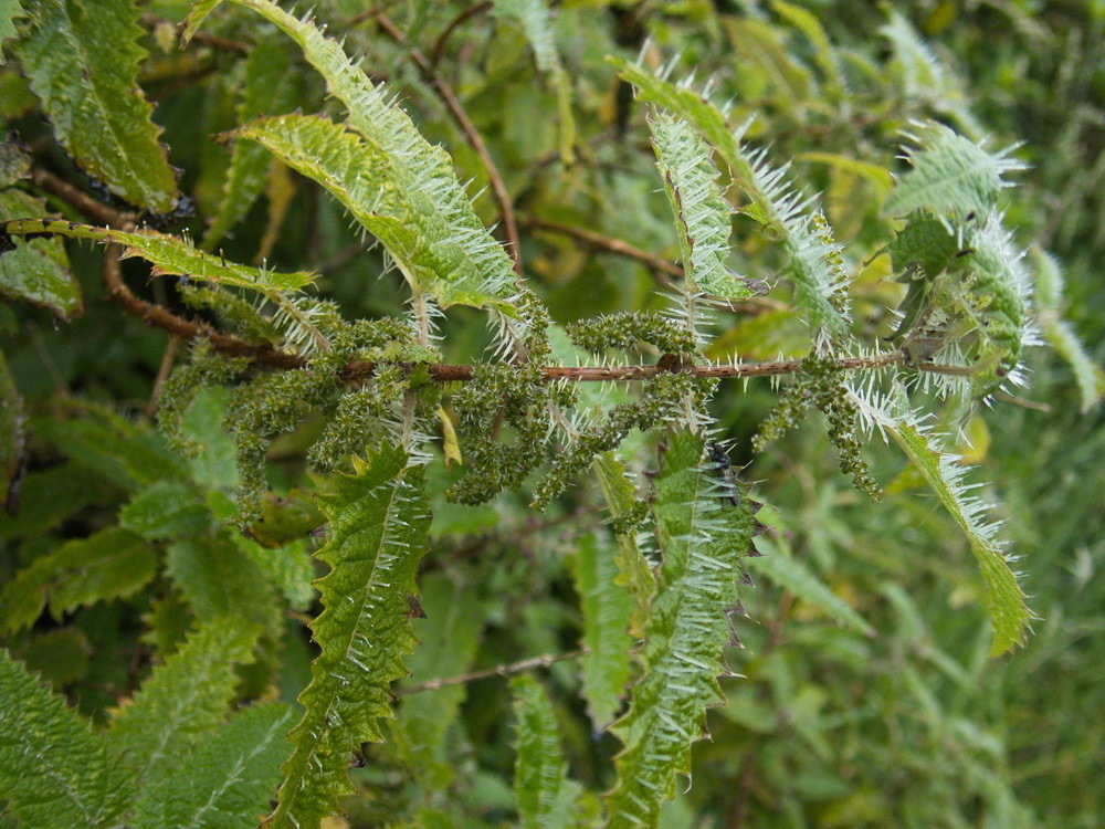 Tree Nettle from Sandymount, Otago Peninsula , New Zealand on December ...