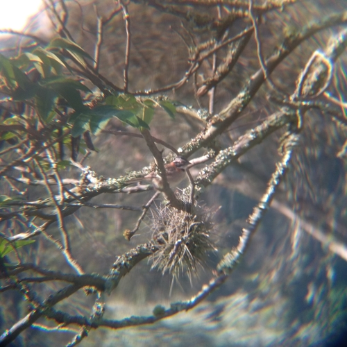 Observations by danielfreire · iNaturalist