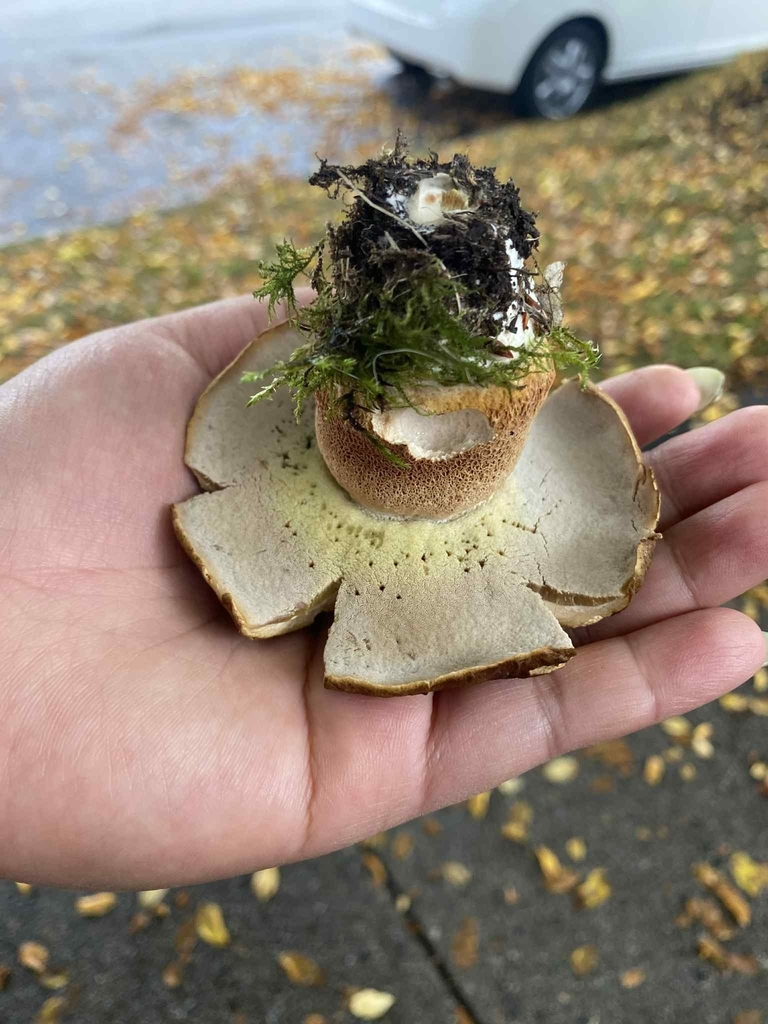 Boletus fibrillosus from Vancouver, BC V5V 2B4, Canada on October 11 ...