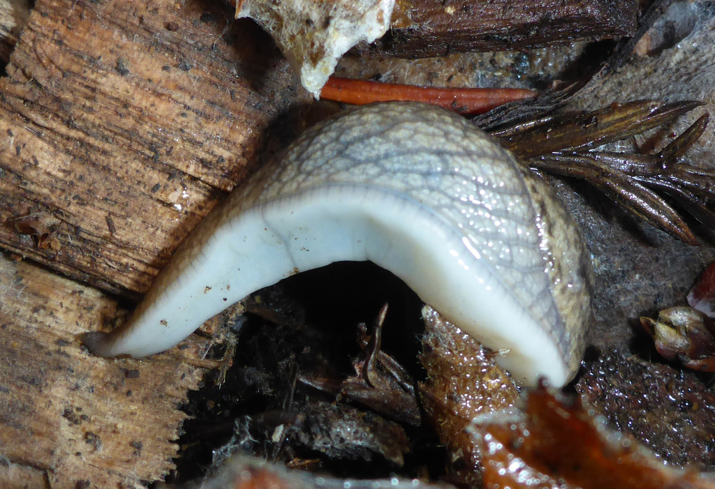 Reticulate Taildropper from Alameda County, CA, USA on December 12 ...