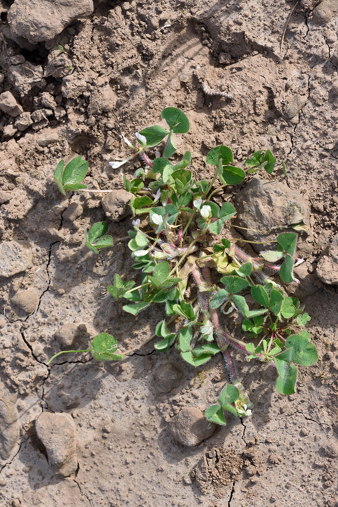 Subterranean Clover from Golan, Israel on March 15, 2018 at 04:16 PM by ...