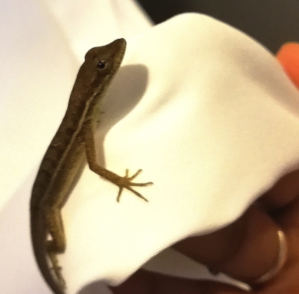 Grass Anole from Maicao, La Guajira, Colombia on December 15, 2019 at ...