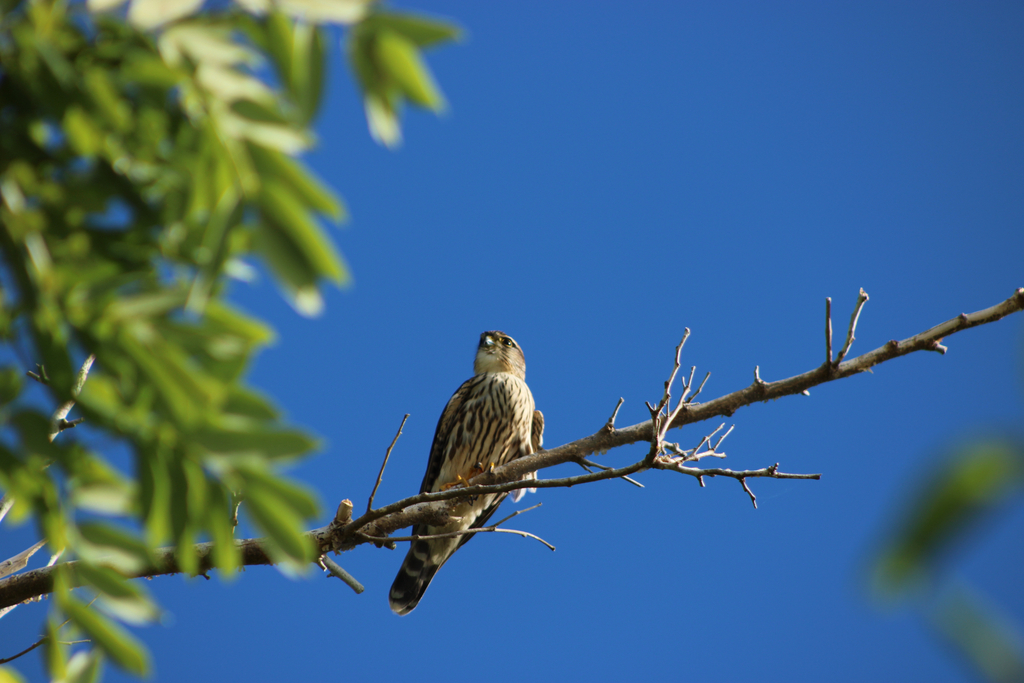 Merlin from Big Pine Key, FL on September 28, 2025 at 07:55 AM by Jade ...