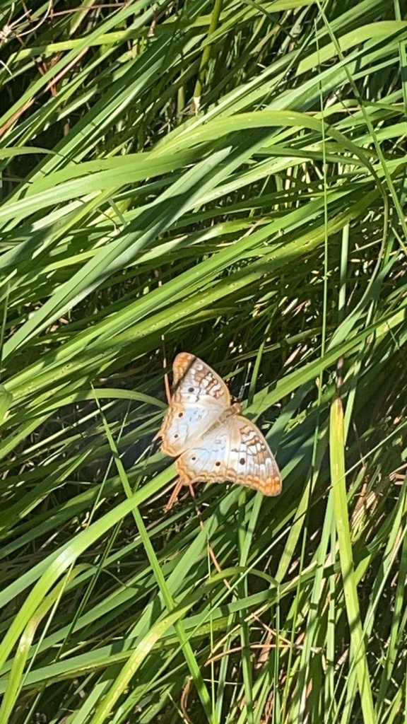 White Peacock from Kiawah Island, Kiawah Island, SC, US on September 5 ...