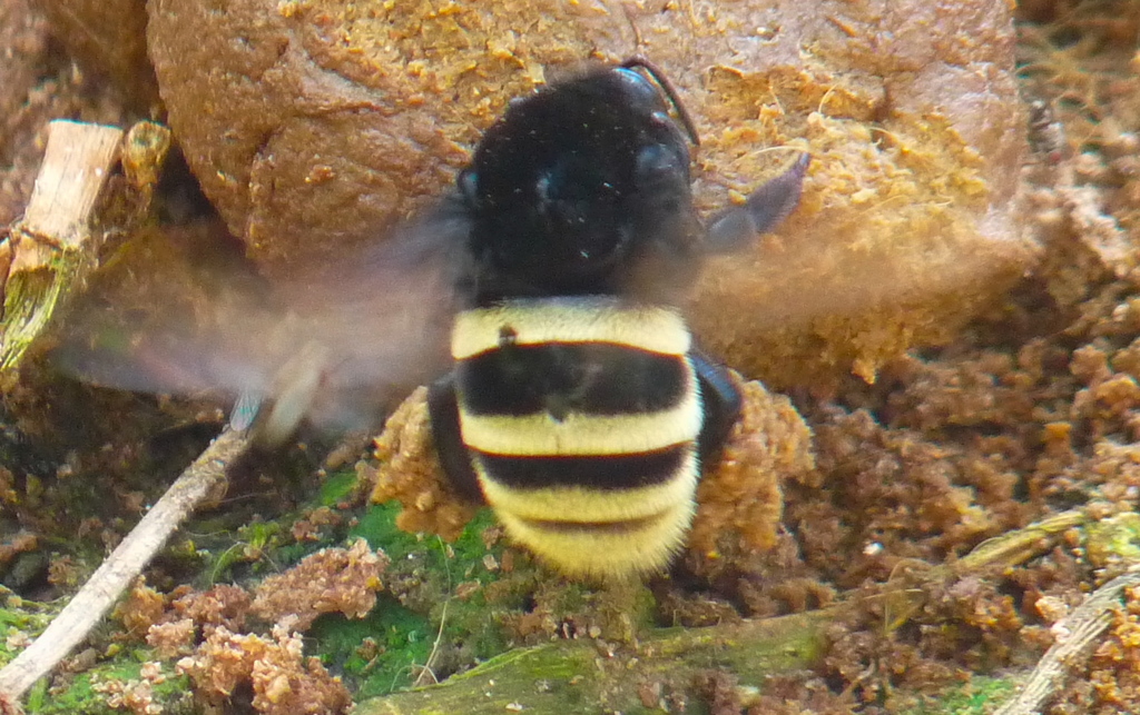 Eulaema in December 2016 by santiagopcol · iNaturalist