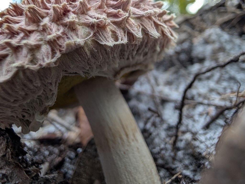 Pineapple Bolete from Hernando Beach, FL 34607, USA on October 13, 2025 ...