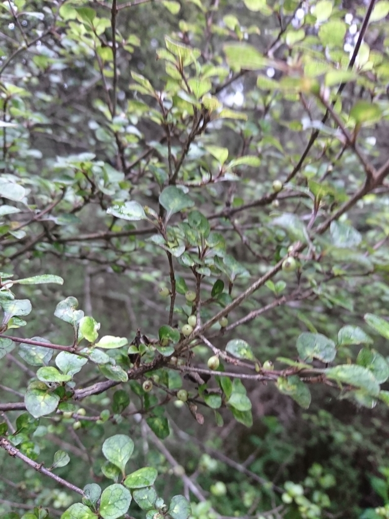 Hukihuki from Te Mapara, New Zealand on December 16, 2019 at 08:53 AM ...