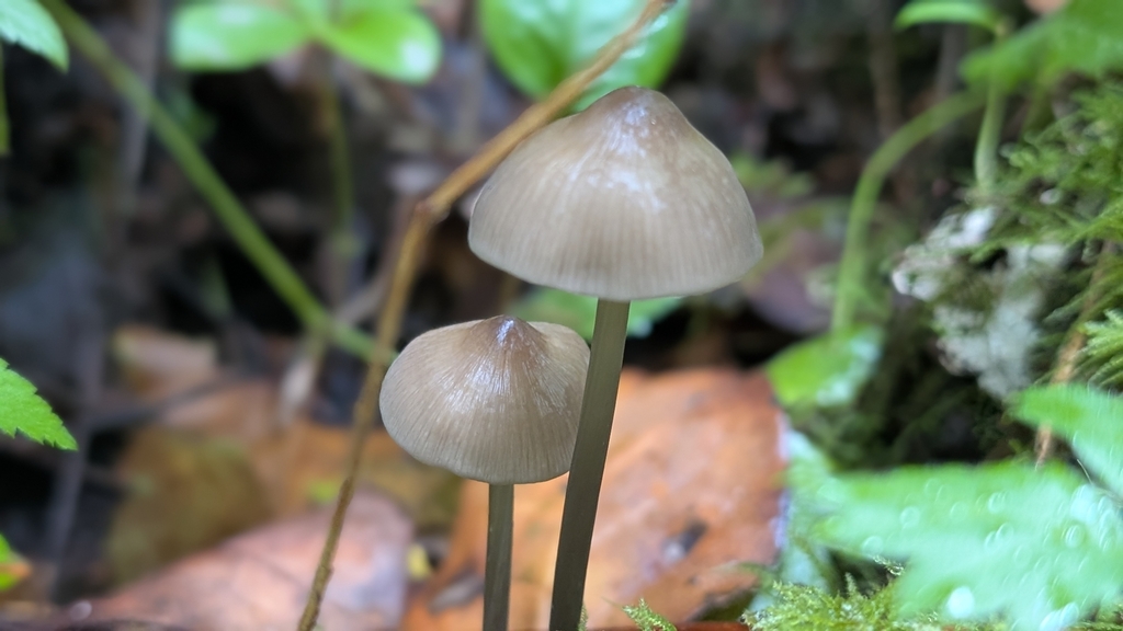 Mycena robusta from Powell River, BC V8A 4J4, Canada on October 12 ...