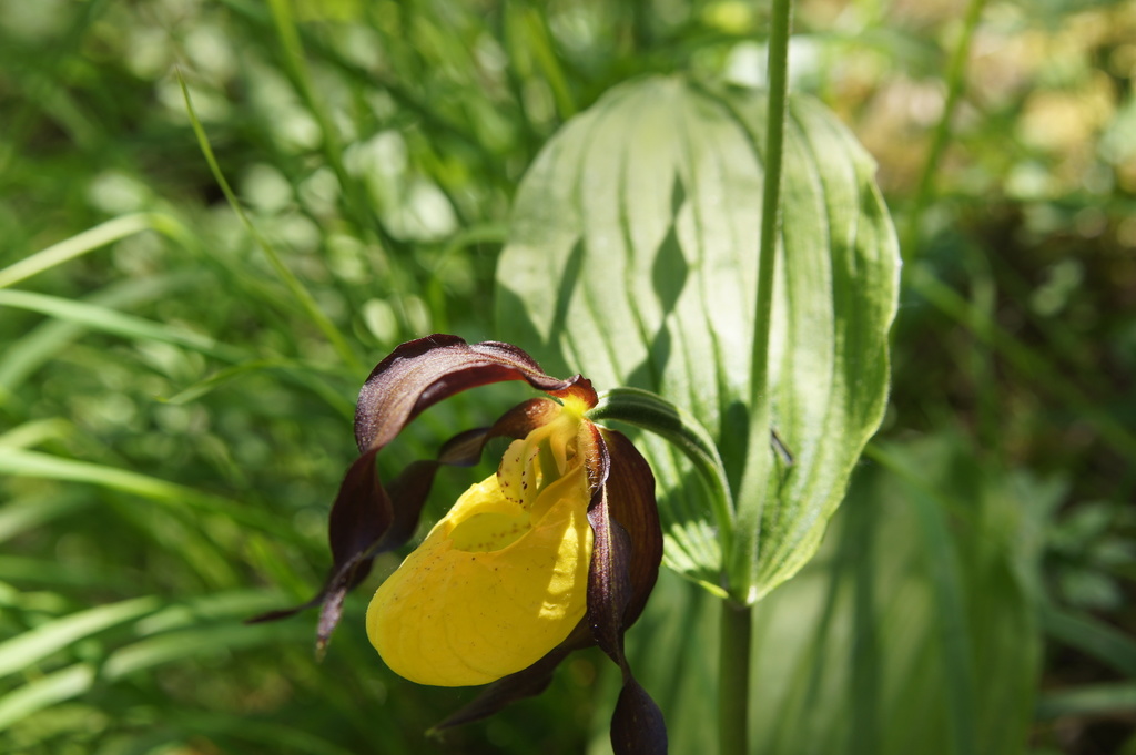 Lady's-slipper in June 2018 by Gabriel Mayrhofer. growing on the a ...
