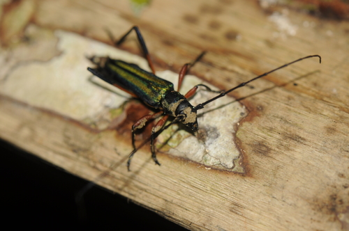 Chloridolum promissum · iNaturalist United Kingdom