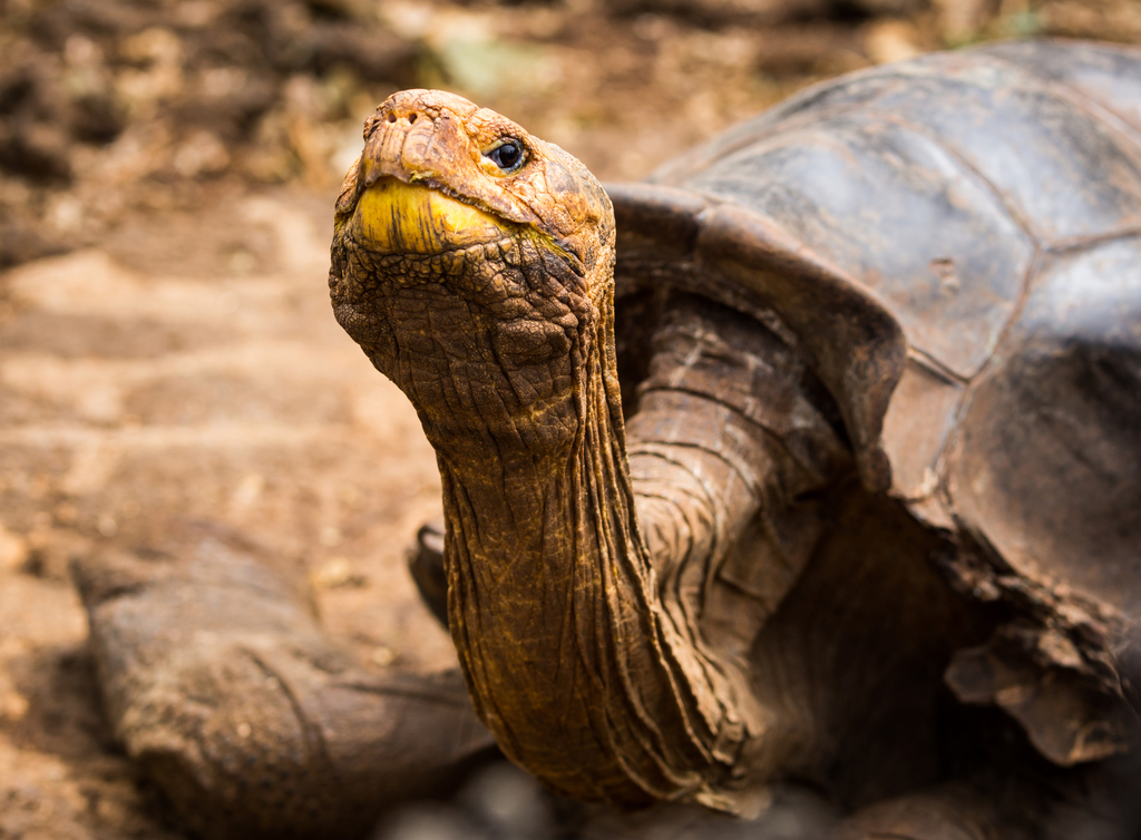 Hood Island Tortoise