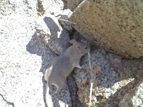 Rata cambalachera de la isla Dátil (Neotoma albigula subsp. varia)
