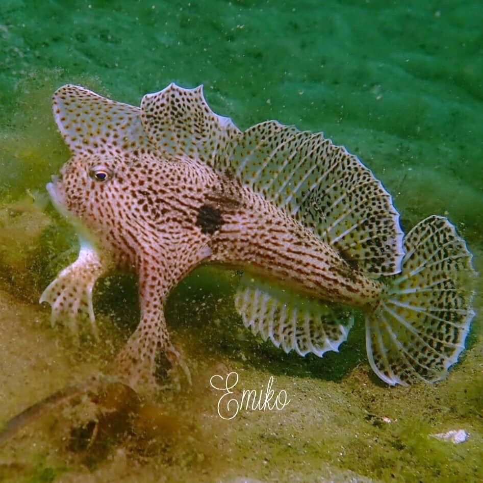 Spotted Handfish from Lower Sandy Bay, TAS, AU on March 4, 2019 at 04: ...