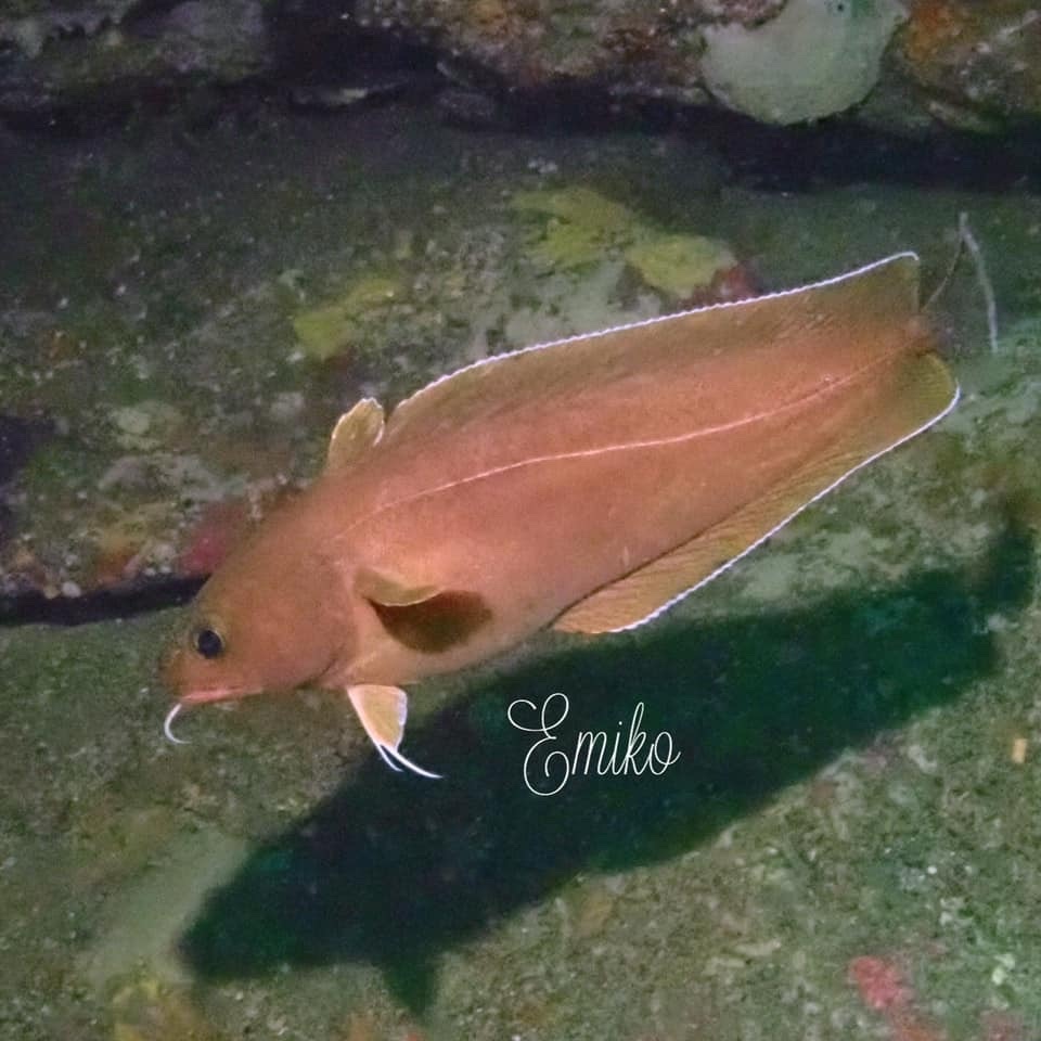 Largetooth Beardie in March 2019 by Emiko Kawamoto. Bearded cod ...
