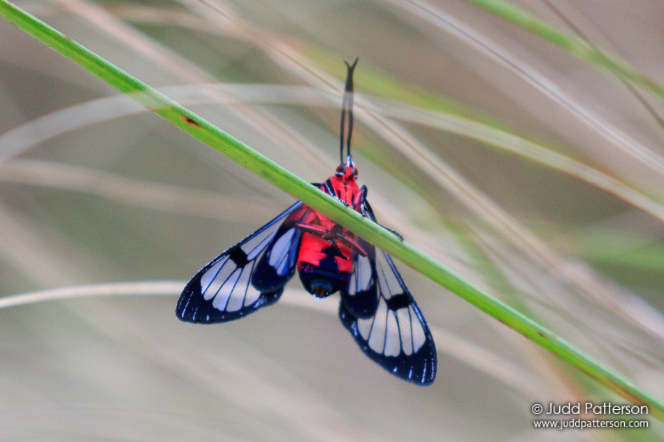 Scarlet-bodied Wasp Moth from North Abaco, The Bahamas on December 10 ...