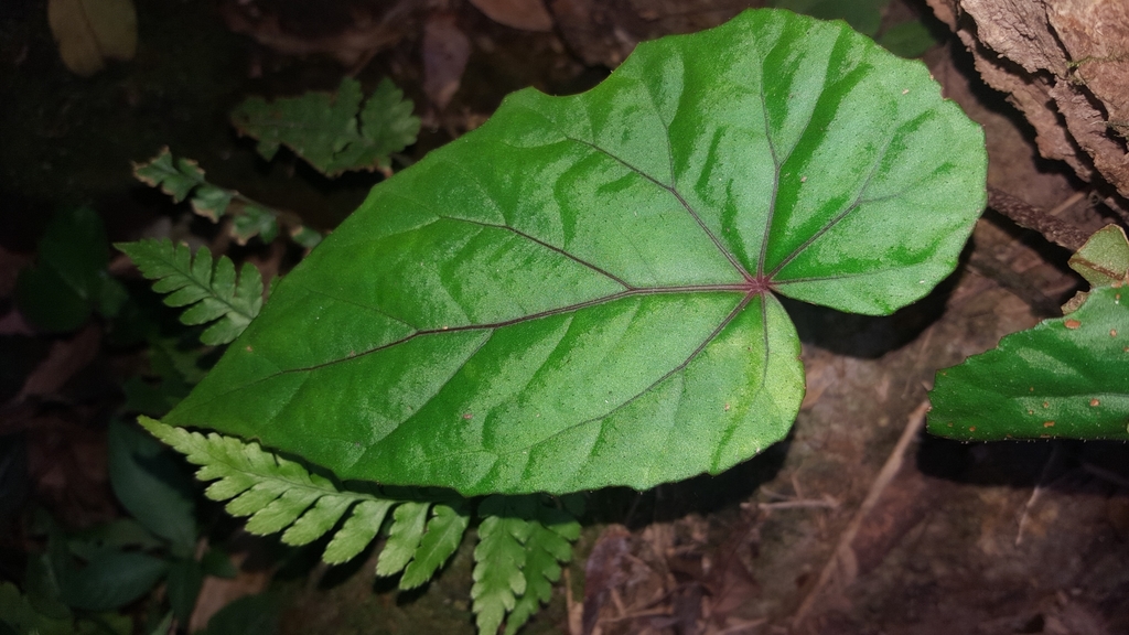 Begonia handelii from tt. Tam Đảo, Tam Đảo, Vĩnh Phúc, Việt Nam on ...