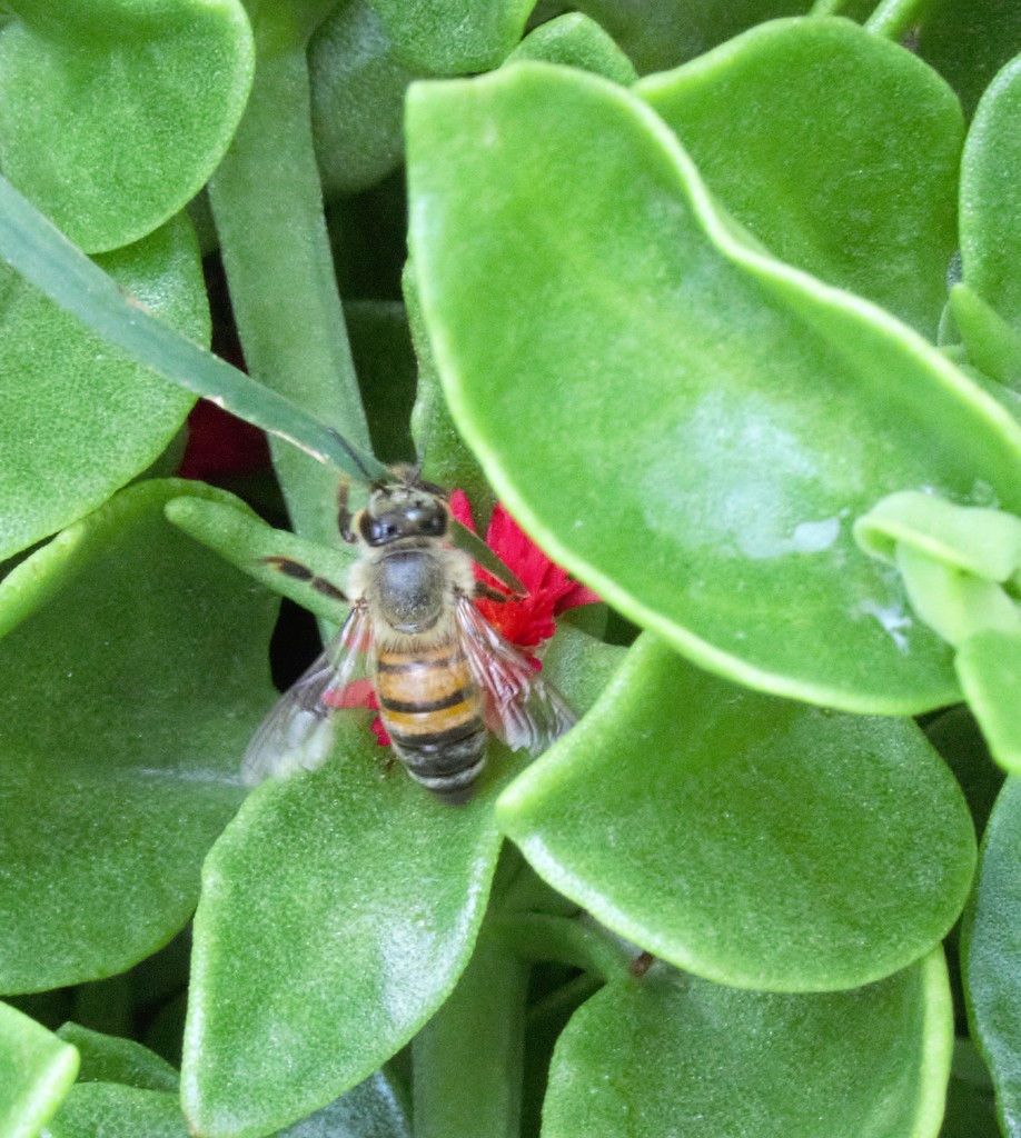 Western Honey Bee from Mindo, Ecuador on December 10, 2019 by Carly ...