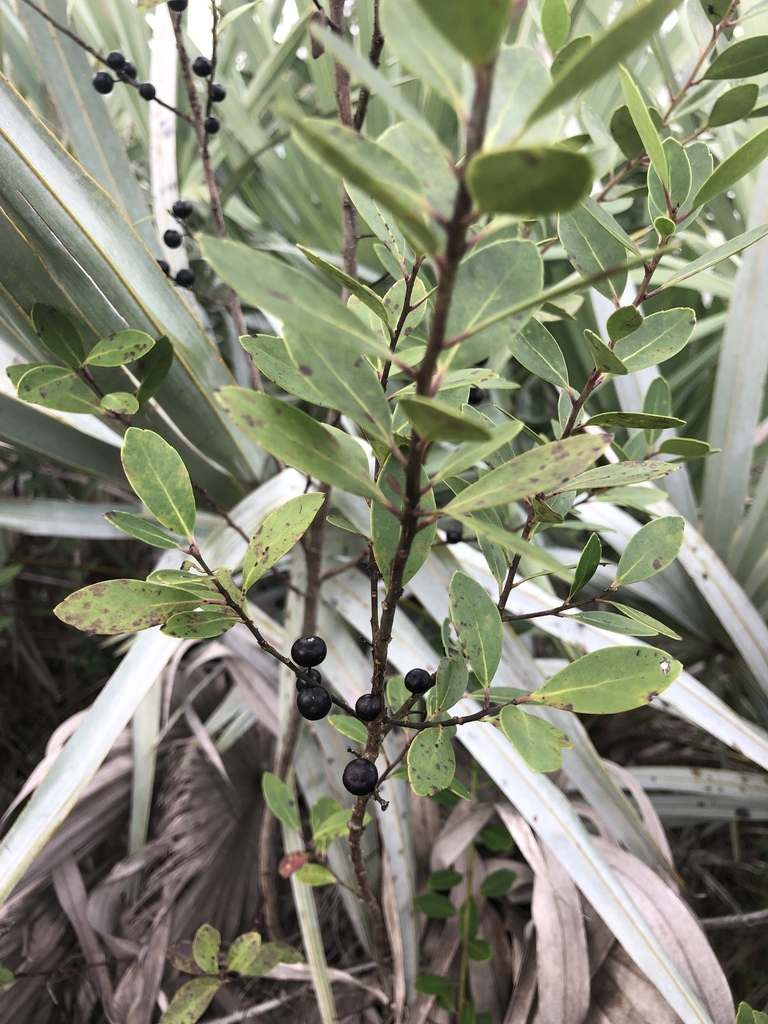 gallberry from JW Corbett Wildlife Management Area, West Palm Beach, FL ...