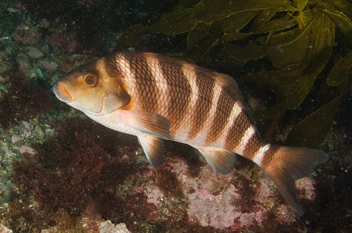 Banded Morwong (Cheilodactylus spectabilis) · iNaturalist