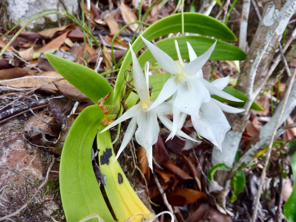 Angraecum leonis on December 06, 2016 at 04:21 PM by majoet. >500 ...