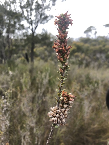 Bearded Heath (Epacris barbata) · iNaturalist