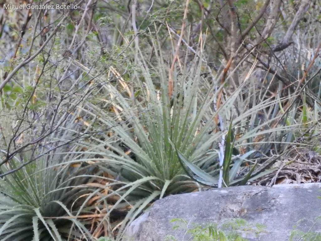 Texas False Agave in November 2016 by Miguel González Botello · iNaturalist