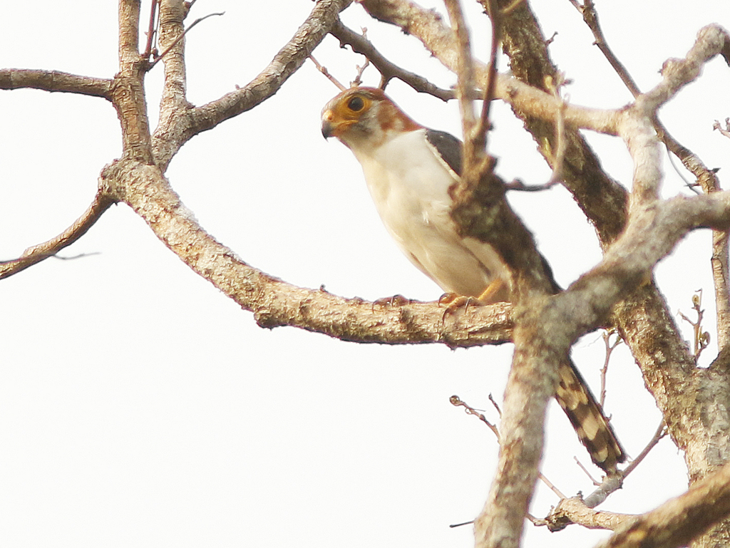 White-rumped Falcon in February 2016 by dbeadle. Female White-rumped ...