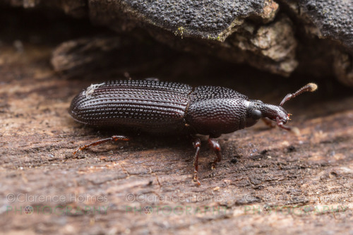 Eastern Pine Bark Weevil (Cossonus corticola)