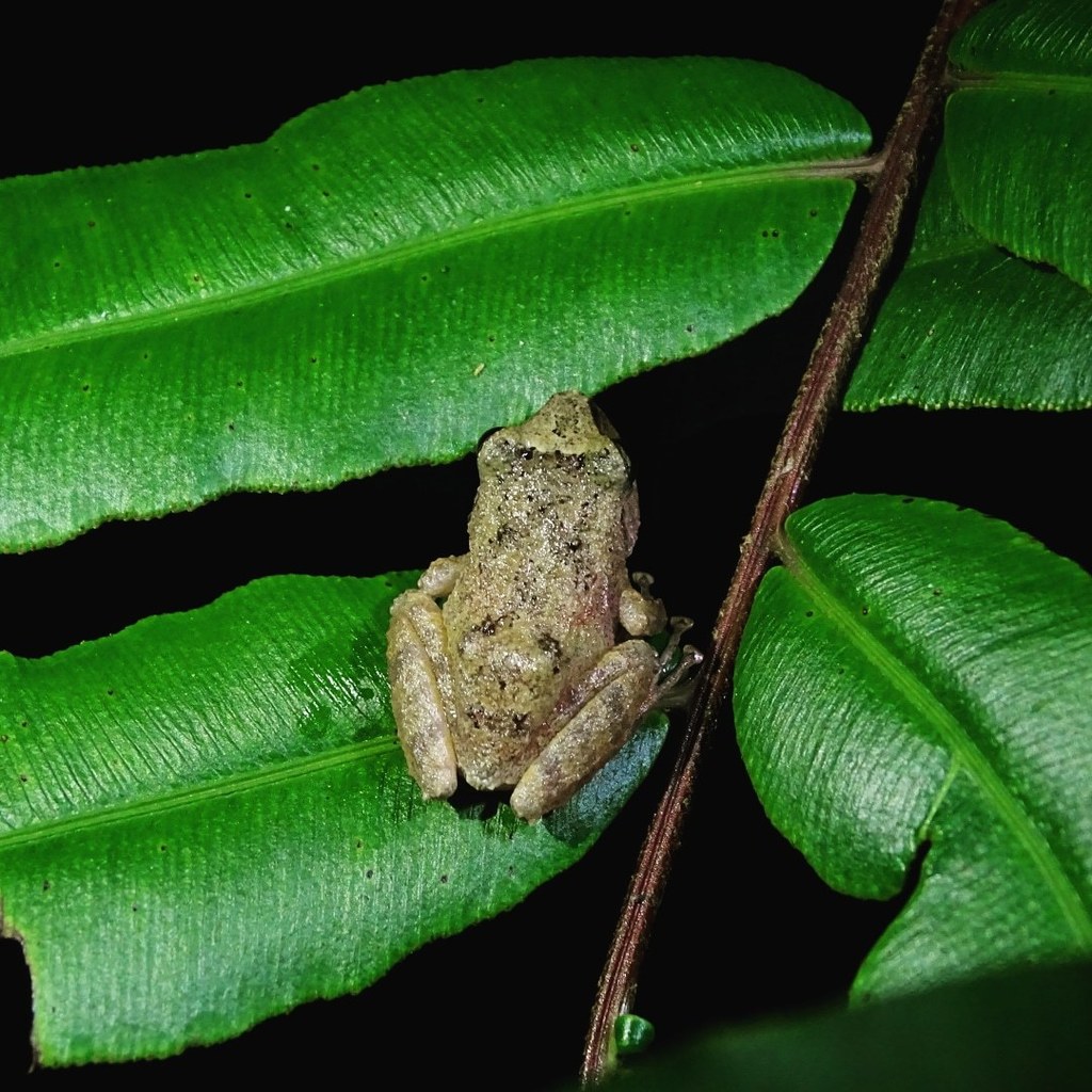 Palmer's Robber Frog from Alto Del Nudo on October 18, 2019 at 07:32 PM ...