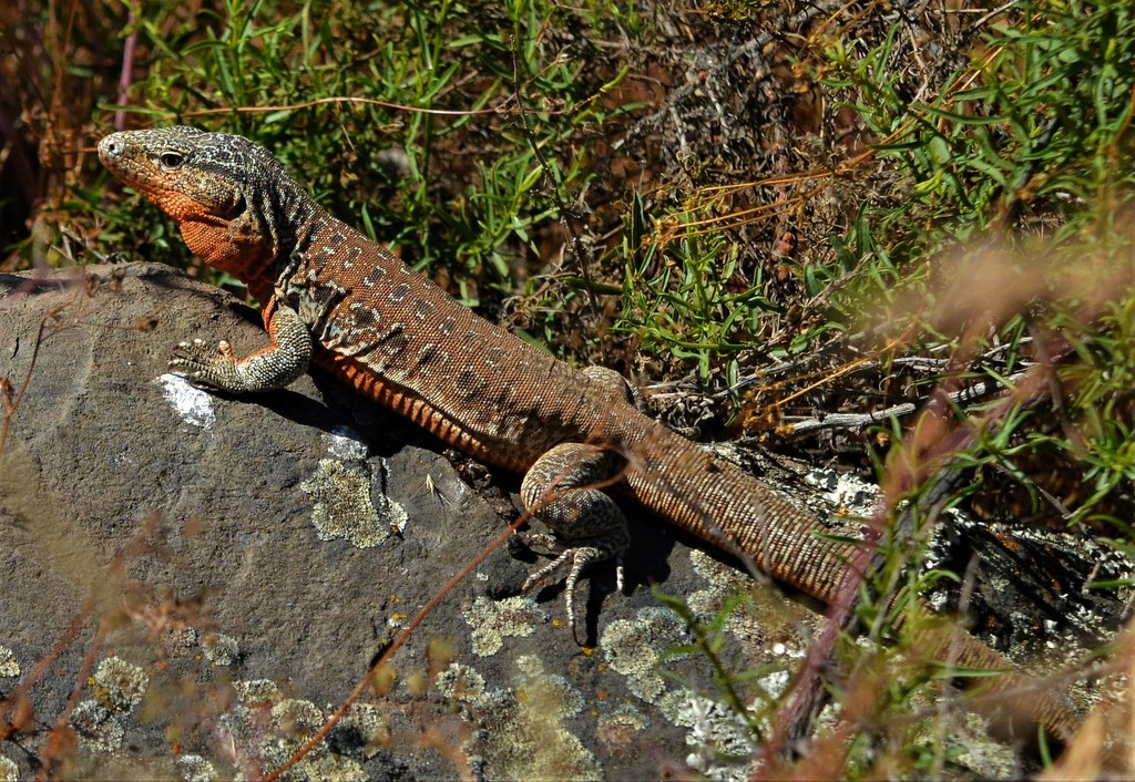 Spotted False Monitor from Santiago, Región Metropolitana, Chile on ...