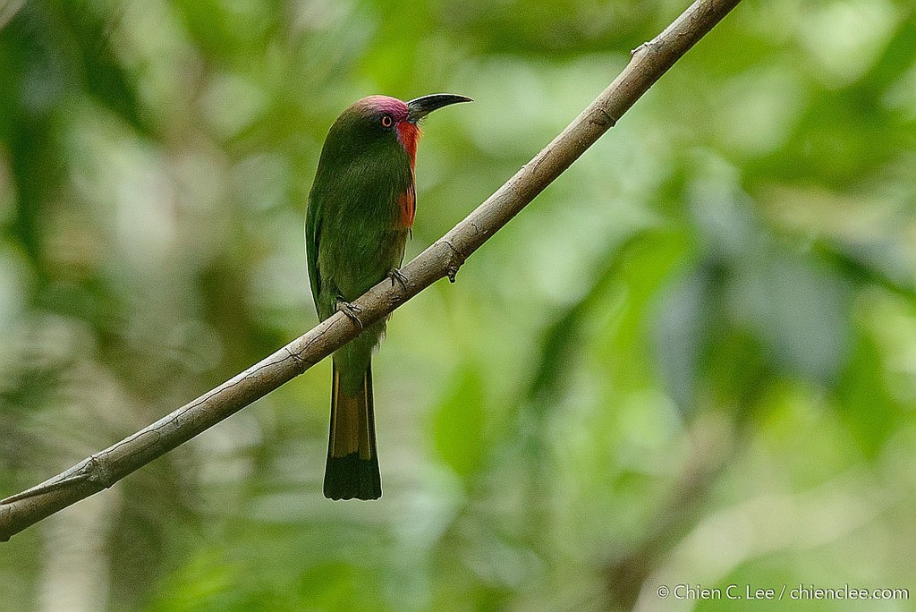 Red-bearded Bee-eater from Kasai Camp area on September 14, 2013 at 12: ...