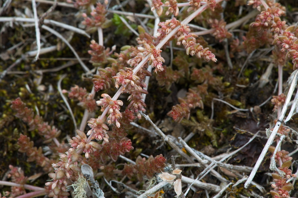 Crassula colligata colligata from Sandymount, Otago Peninsula, New ...