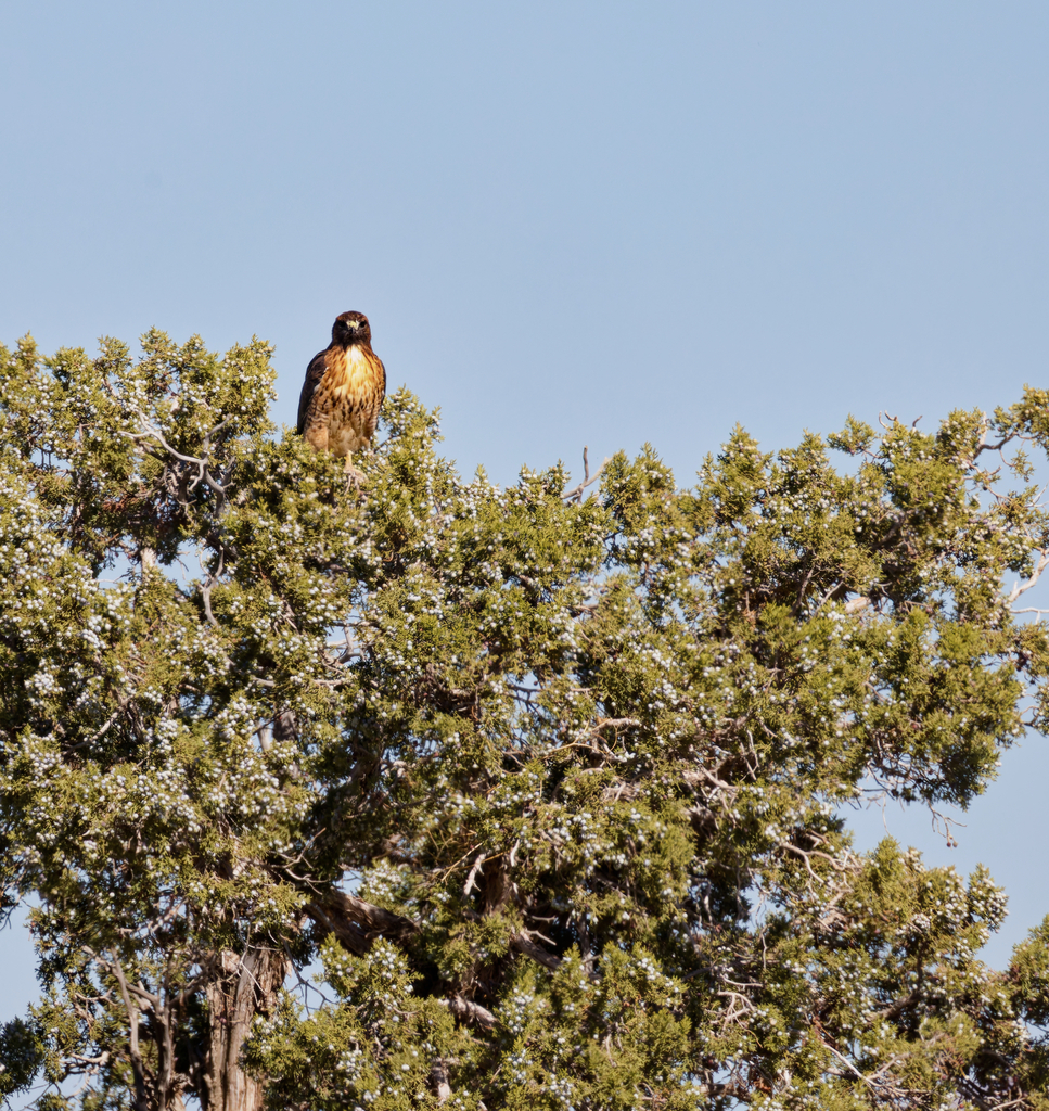 Red-tailed Hawk from Millard County, UT, USA on October 18, 2025 at 12: ...