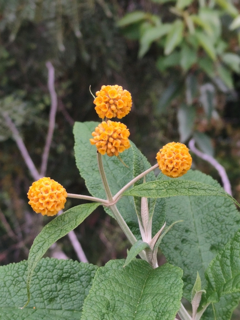 Orange-ball tree from 6RRC+4R, Calbuco, Los Lagos, Chile on October 18 ...