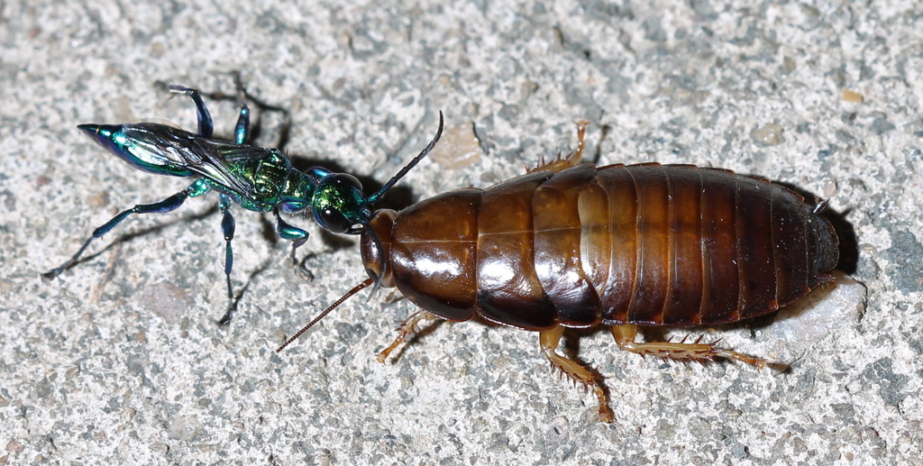 Ampulex from Mtindiri, Mozambique on July 24, 2015 at 03:50 AM by ...