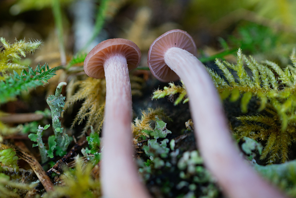Bicoloured Deceiver from Olympic National Park, Port Angeles, WA, US on ...