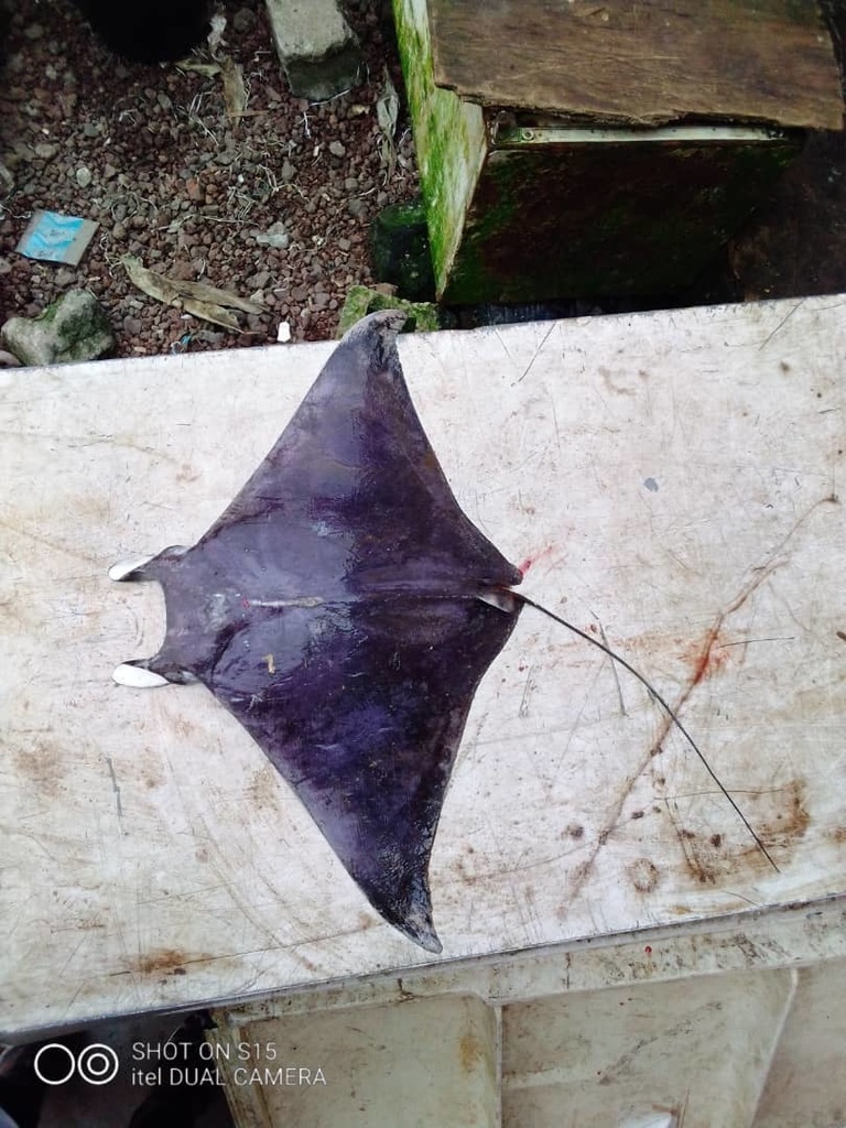 Atlantic Pygmy Devil Ray in December 2019 by Siren Sighting Network ...