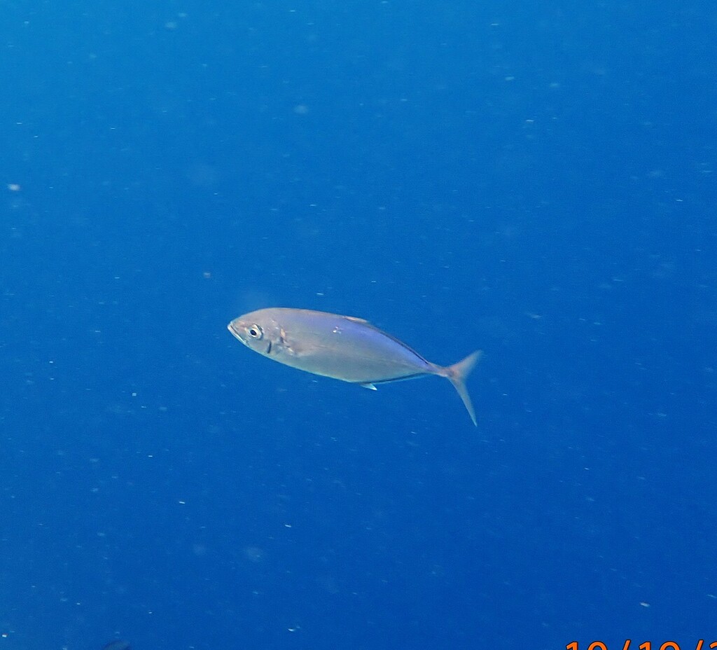 Barcheek Trevally from Desa, Lamanggau, Tomia, Kabupaten Wakatobi ...