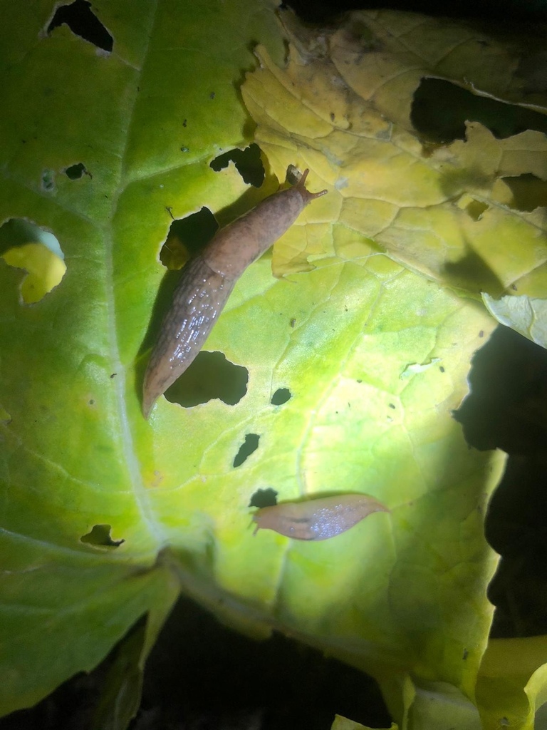 Smooth Land Slugs from Knockeens, Knockeens, Co. Cork, IE on December ...